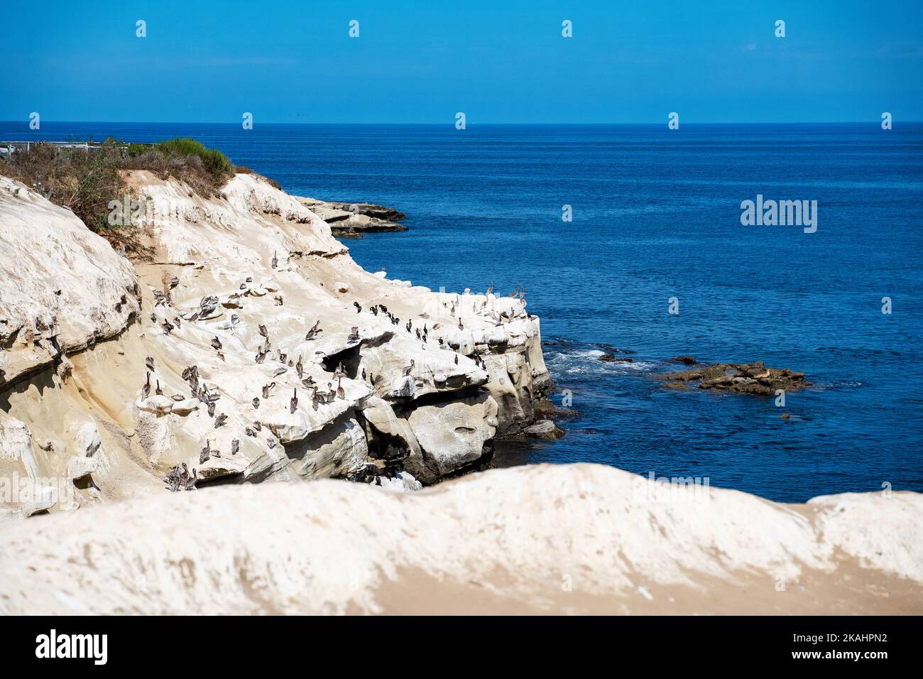 Bird cliff rock California La Jolla cove with brown Pelican and Brandt's cormorant at goldfish ...
