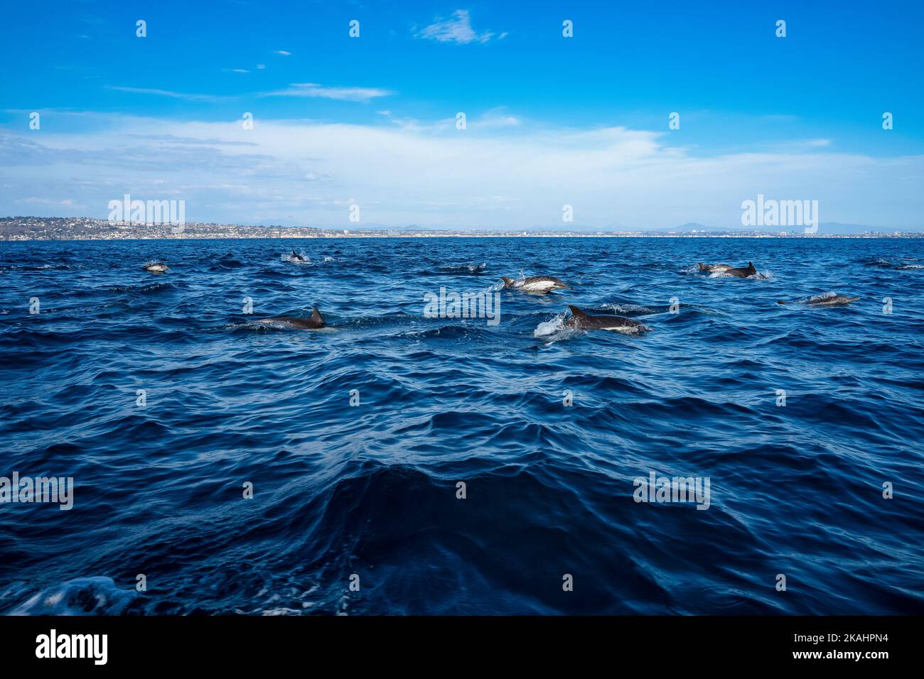common dolphin pod leaping in bright blue ocean with coast of San Diego ...