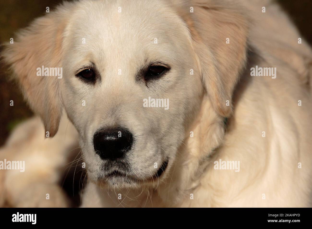 White Flat Coated Retriever Stock Photo - Alamy