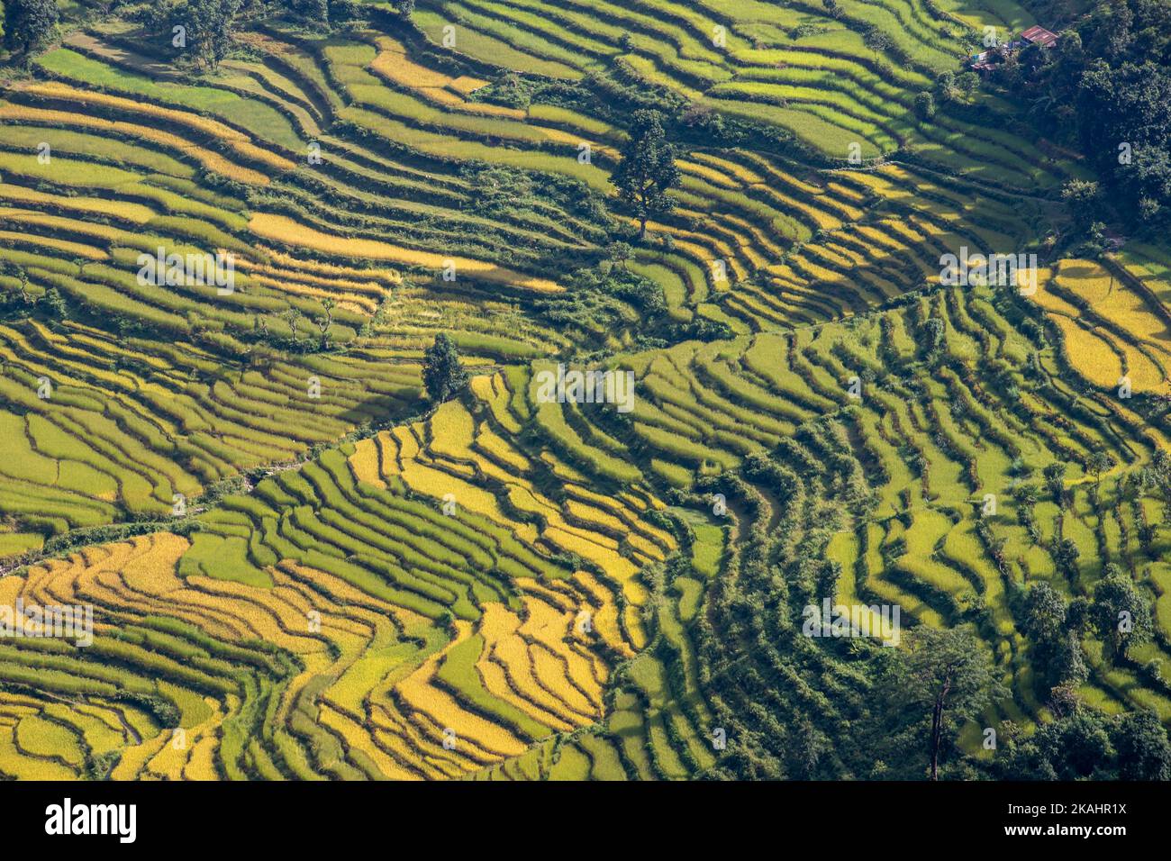 Beautiful Ghale Gau and Bhujung village of Nepal Stock Photo - Alamy