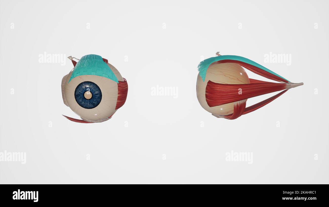 Medical Illustration of Levator Palpebrae Superioris Stock Photo - Alamy