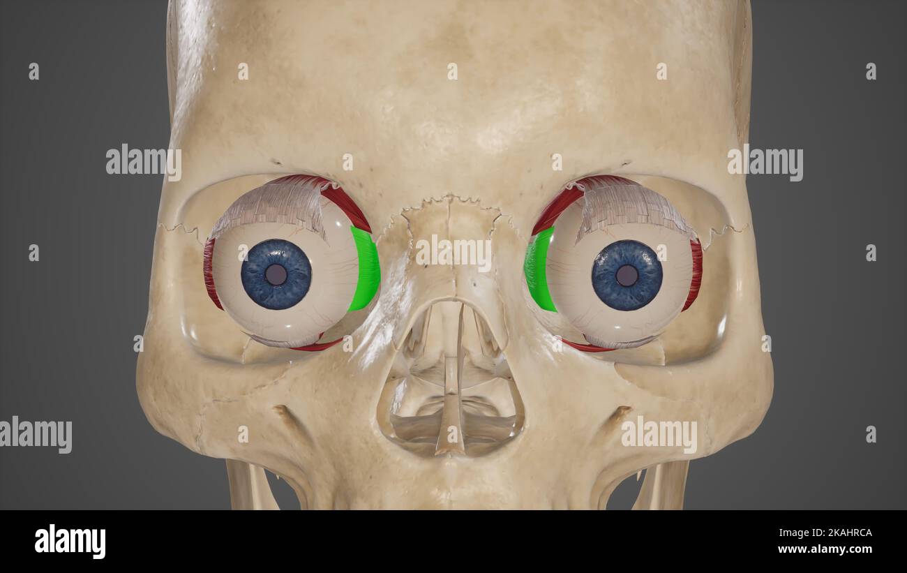 Inferior Oblique Eye Movement