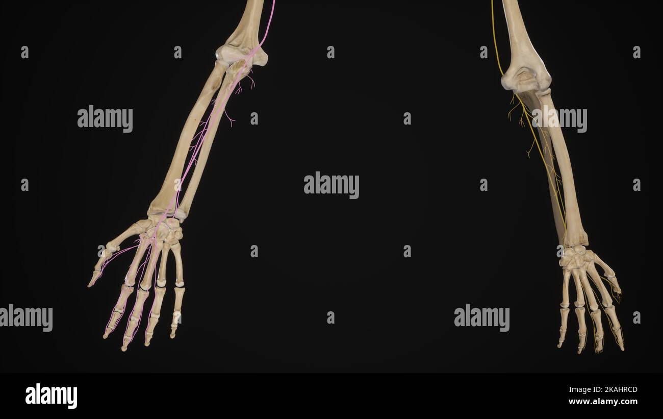 Medial cutaneous nerve forearm hi-res stock photography and images - Alamy