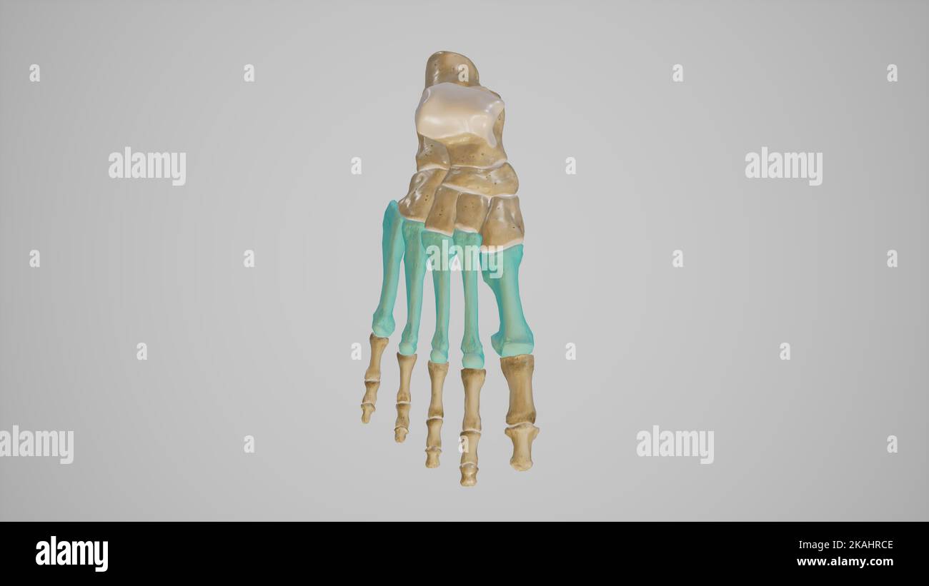 Metatarsal Bones Anatomy Superior View Stock Photo - Alamy