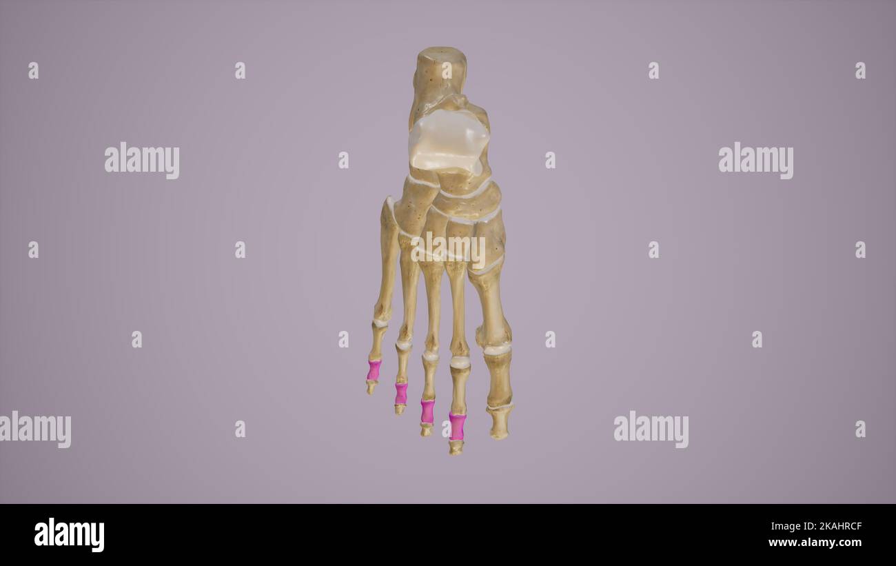 Middle Phalanges of Foot Stock Photo - Alamy