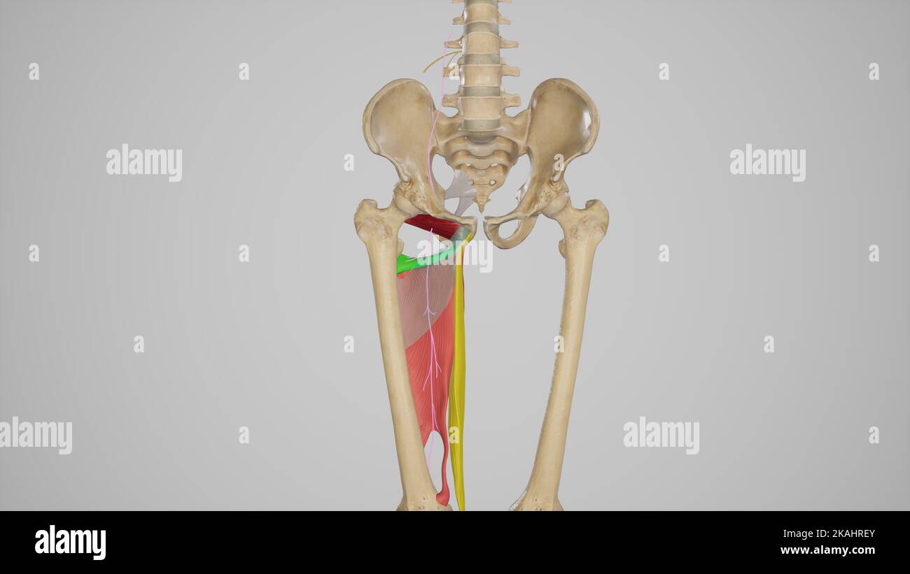 Posterior Branch of Obturator Nerve Stock Photo - Alamy