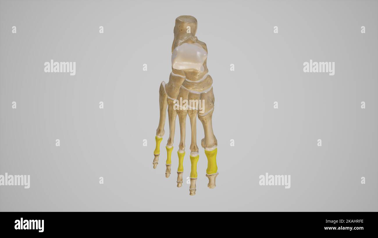 Plantar digital arteries hi-res stock photography and images - Alamy