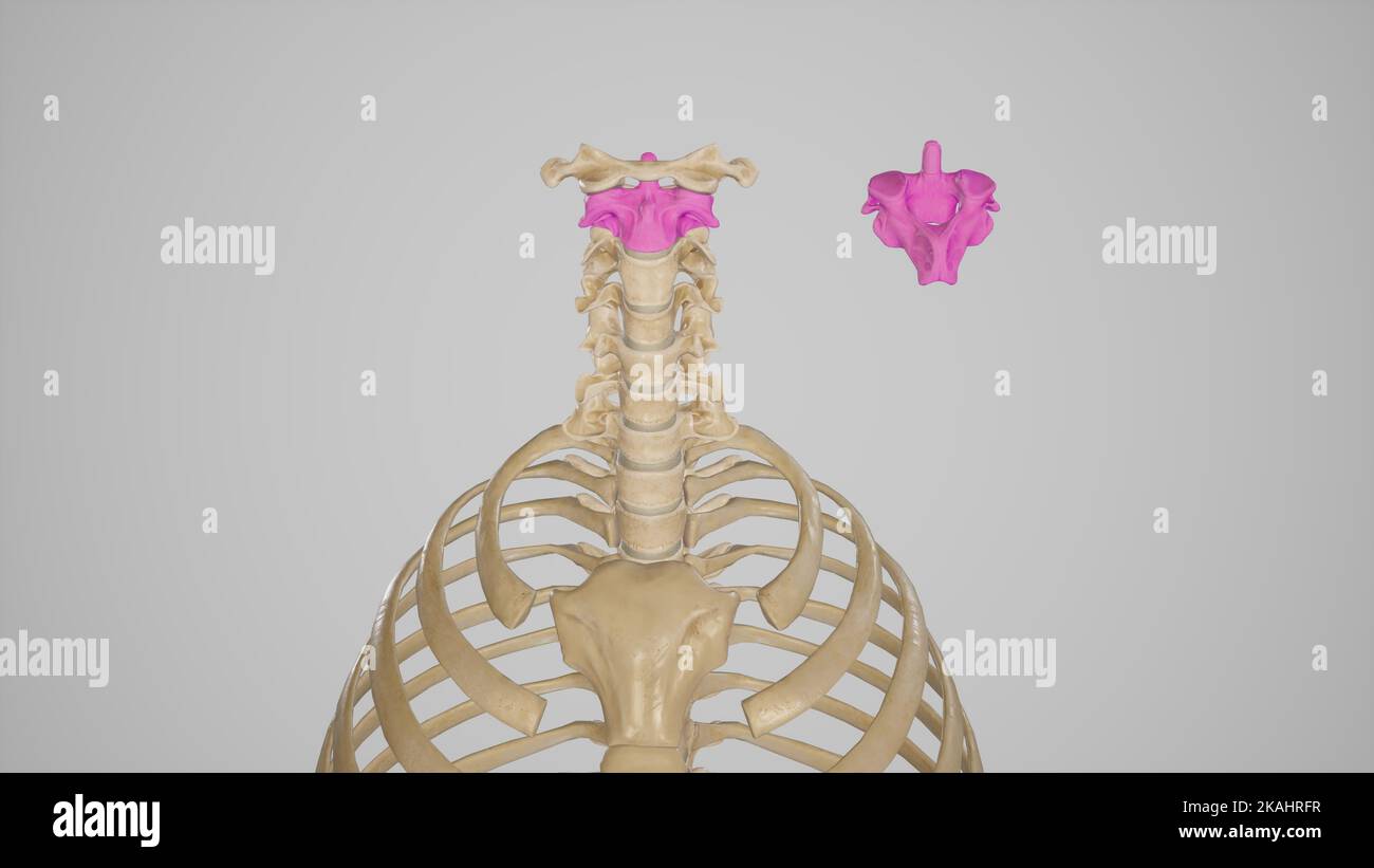 Anatomical Illustration of Second Cervical Vertebrae,Axis Stock Photo ...