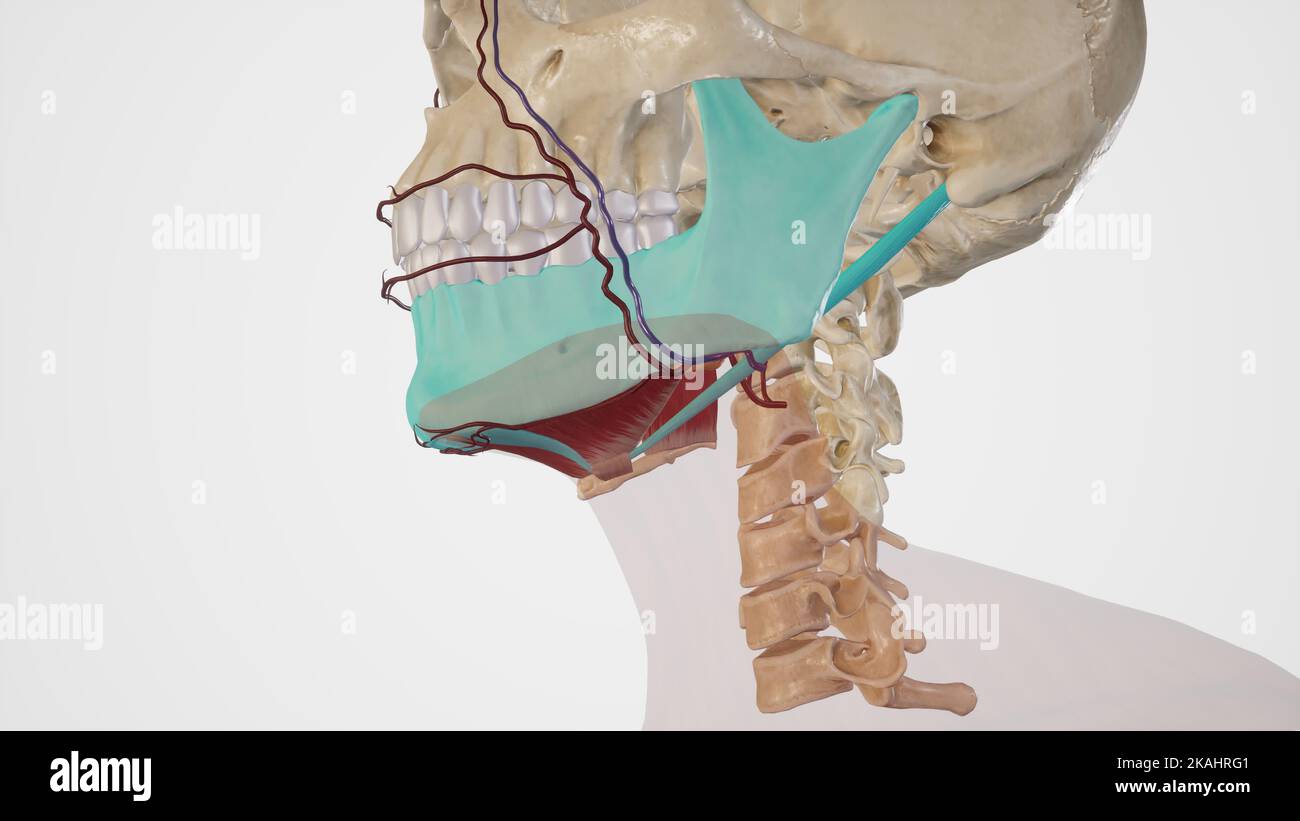 Submandibular Triangle