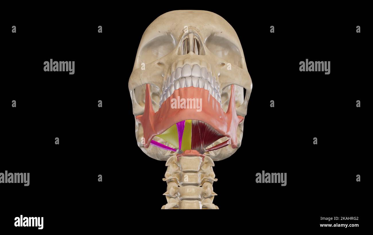 Supraclavicular triangle hi-res stock photography and images - Alamy