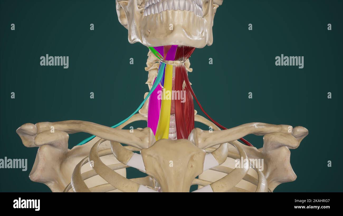 Infrahyoid And Suprahyoid Muscles Suprahyoid Muscles An Overview