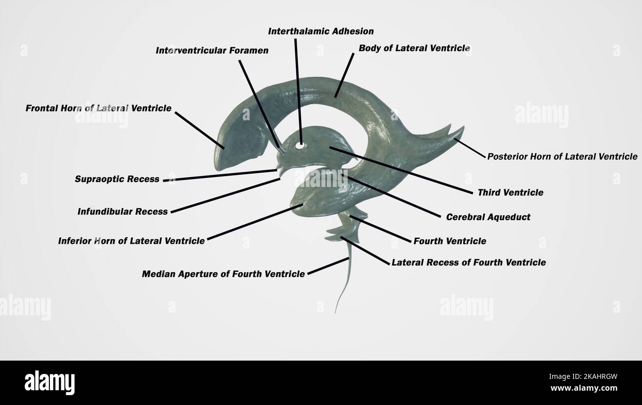 Medical Illustration of Ventricular System-Labeled Stock Photo - Alamy