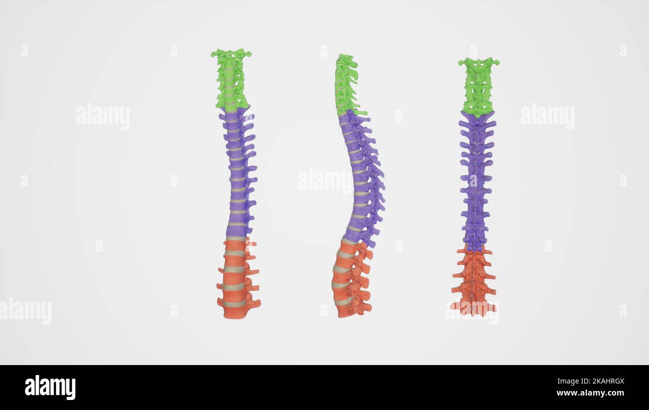 Medical Ilustration Of Colored Cervical Thoracic And Lumbar Spines Anterior Posterior And Back