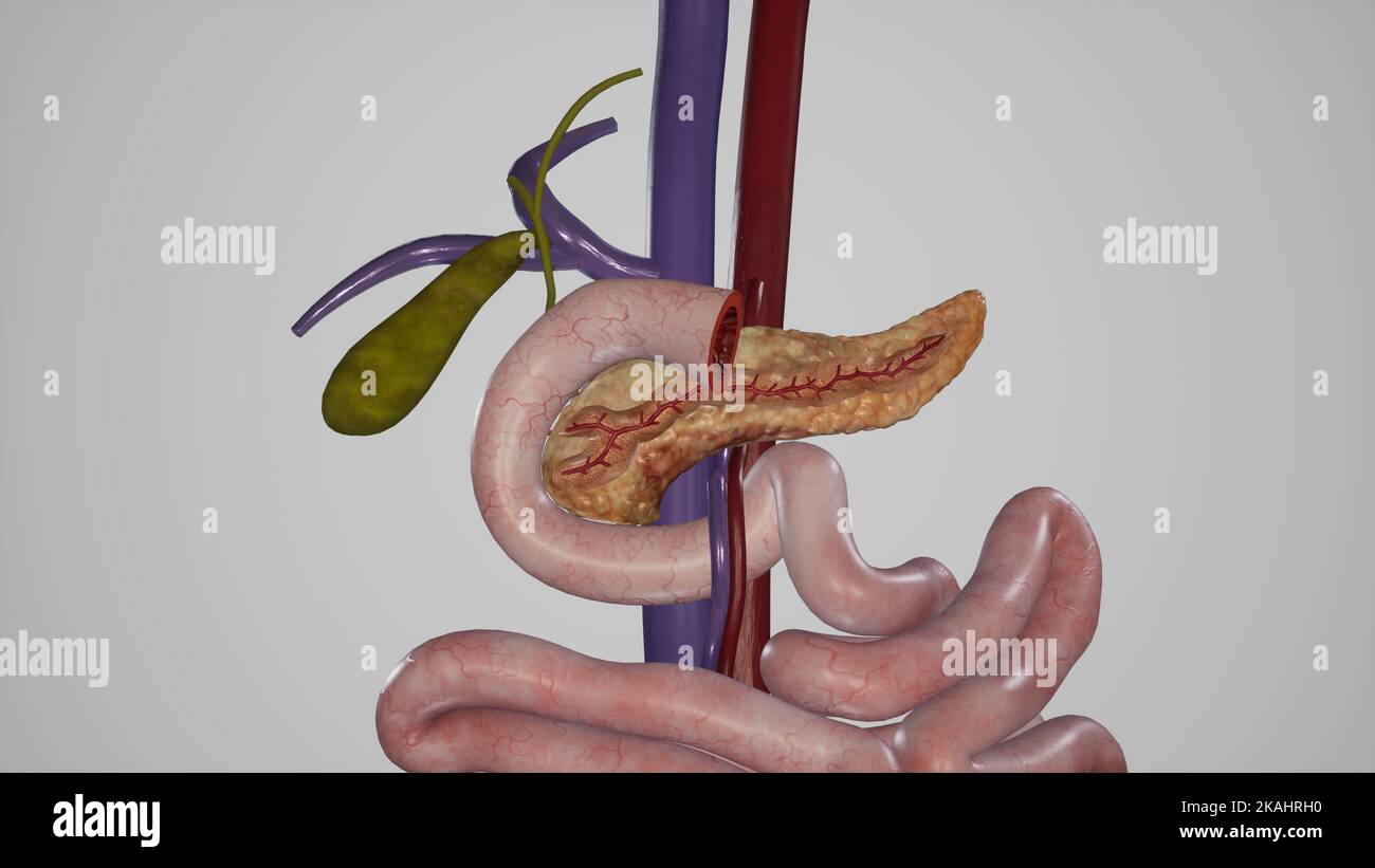 Anatomy of pancreas and surrounding organs,small intestine,gallbladder ...