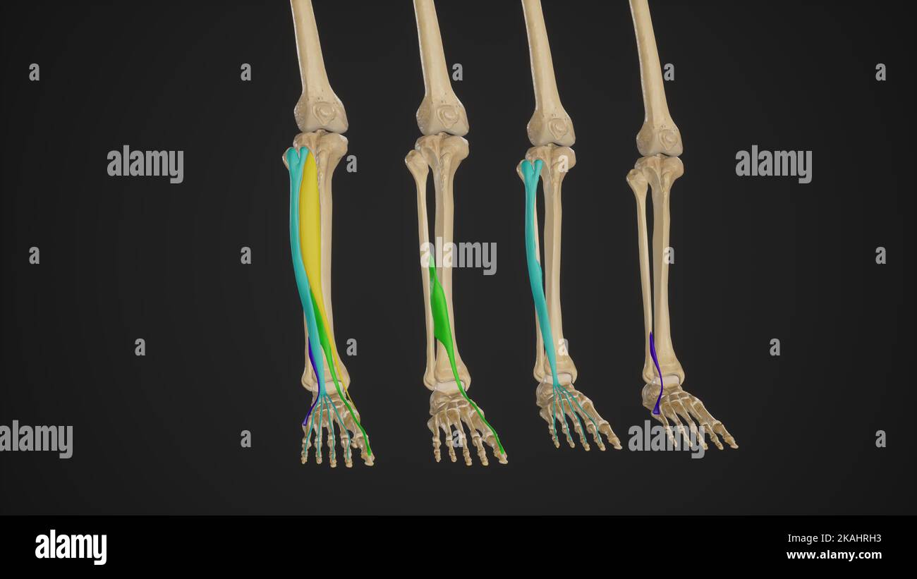 Anterior Interosseous Nerve Anatomy