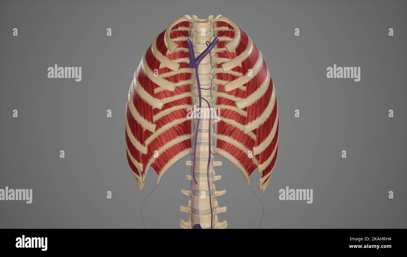 Azygos venous system hi-res stock photography and images - Alamy
