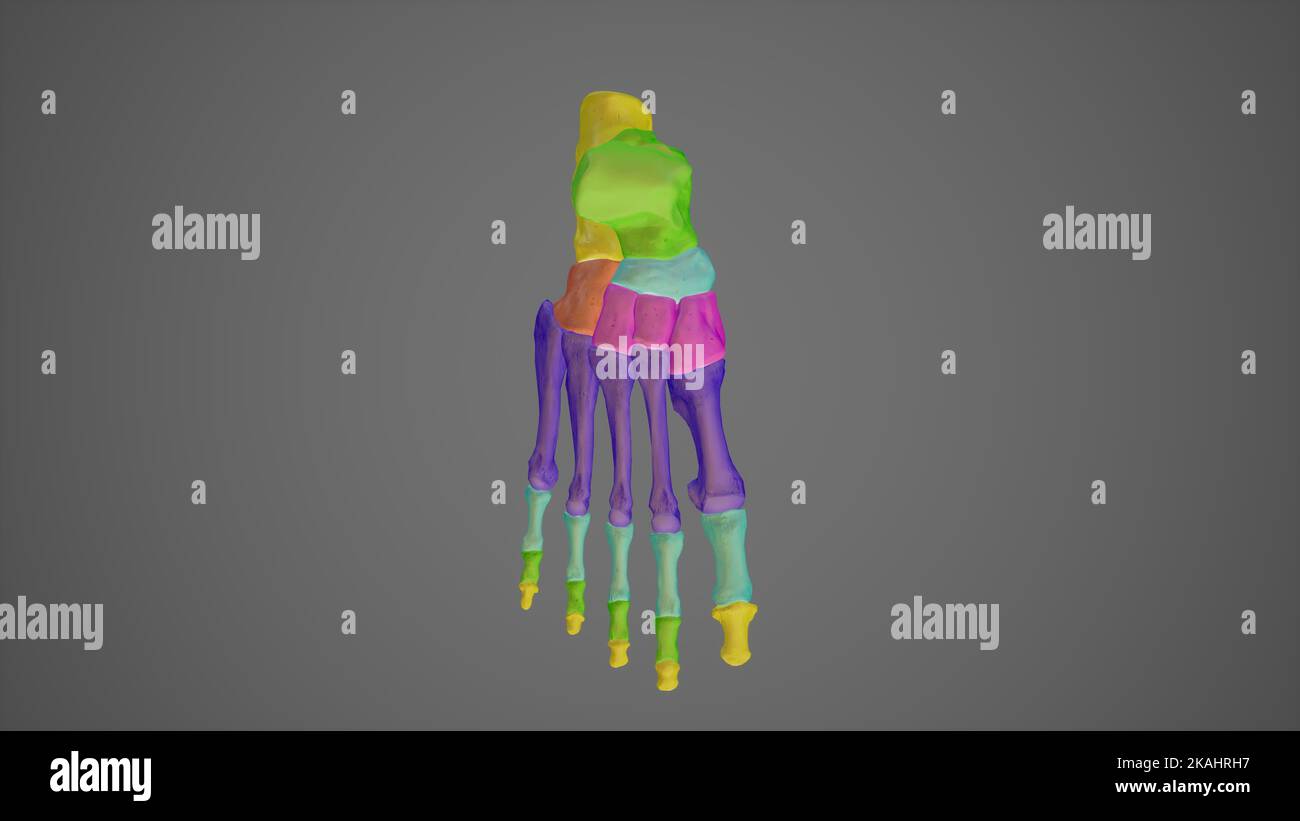 Bones of Foot-Superior View Stock Photo - Alamy