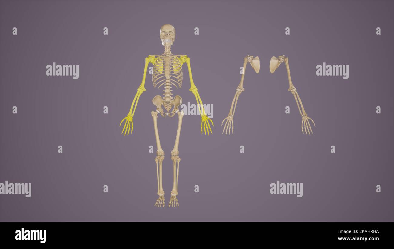 Bones upper limb hi-res stock photography and images - Alamy