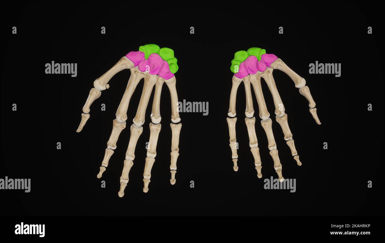 Carpals Of The Hand