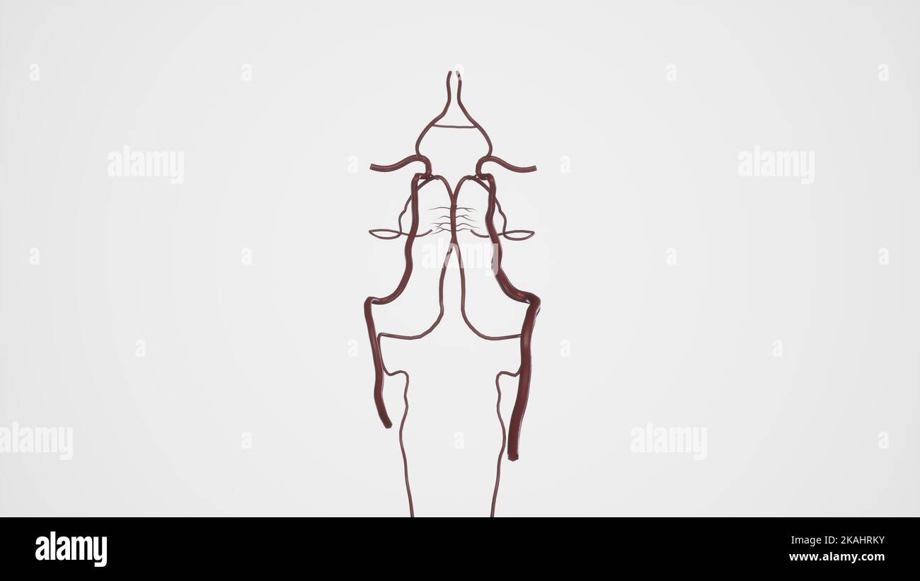 Anastomosis arterial hi-res stock photography and images - Alamy