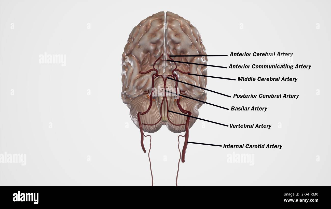 Circle of Willis Anatomy structures. Arterial Supply to the Brain Stock ... Circle of Willis Anatomy structures. Arterial Supply to the Brain Stock ...