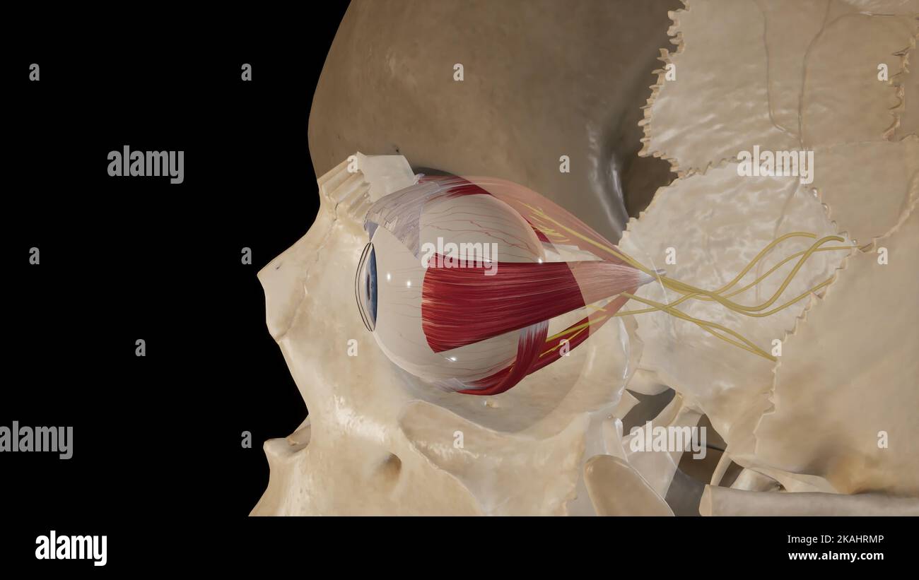 Human Eye Extraocular Muscles Stock Photo - Alamy