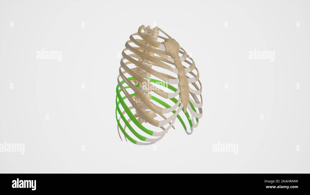 Manubrium xiphoid sternal notch hi-res stock photography and images - Alamy