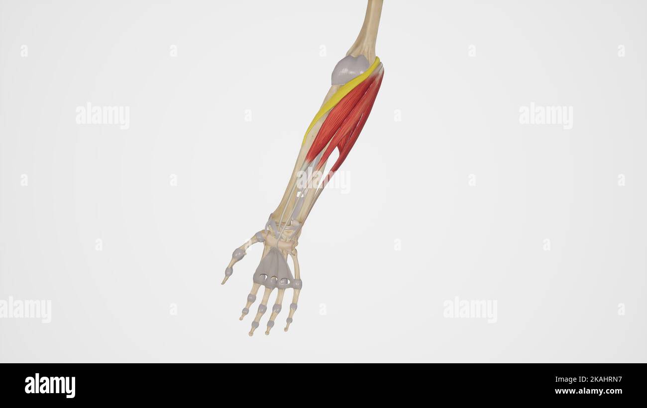 Superficial muscles of forearm hi-res stock photography and images - Alamy