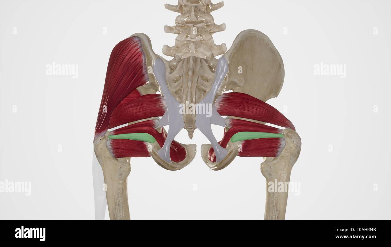 Superficial muscles of gluteal region hi-res stock photography and ...