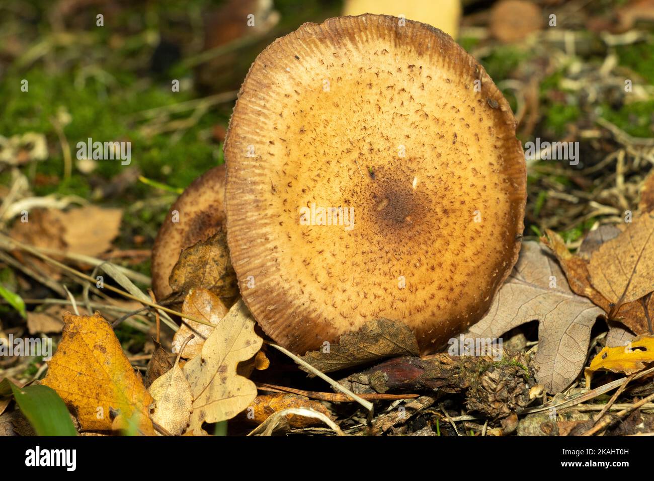 A common fungus of heathlands and deciduous woodlands, the Brown ...