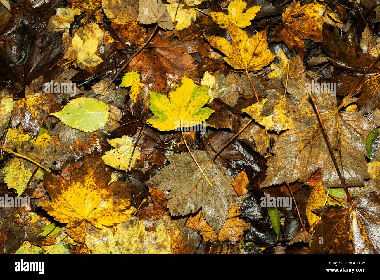 Each autumn the deciduous woodland of the Northern Hemisphere goes ...