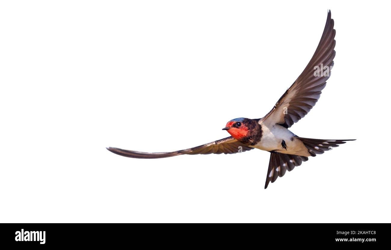 barn swallow flying isolated on white background Stock Photo - Alamy