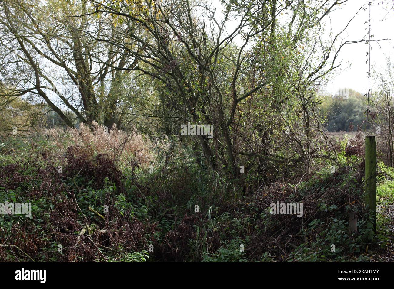 Woodland surprise 1 Twig Textures Stock Photo - Alamy
