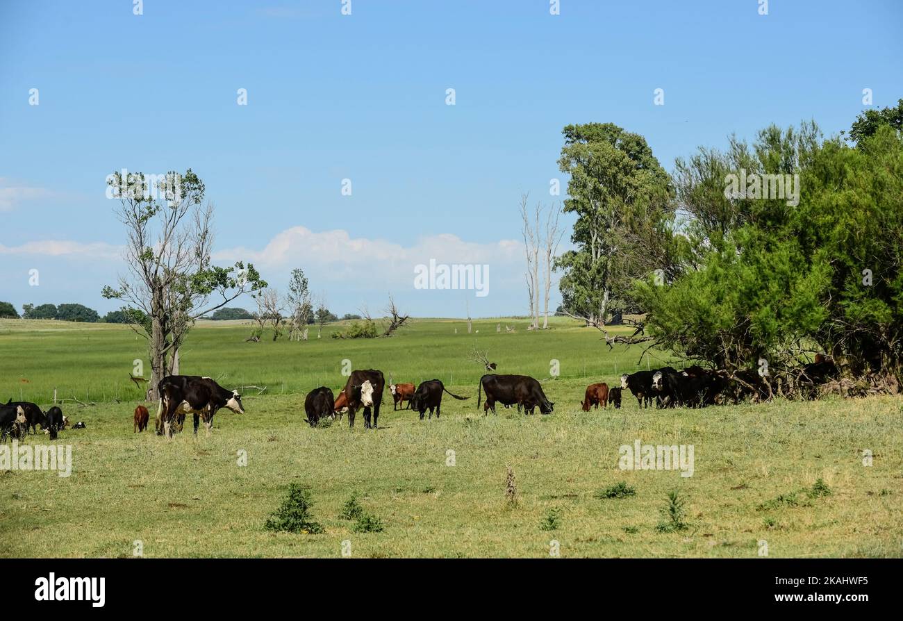 Cows raised with natural pastures, meat production in the Argentine ...