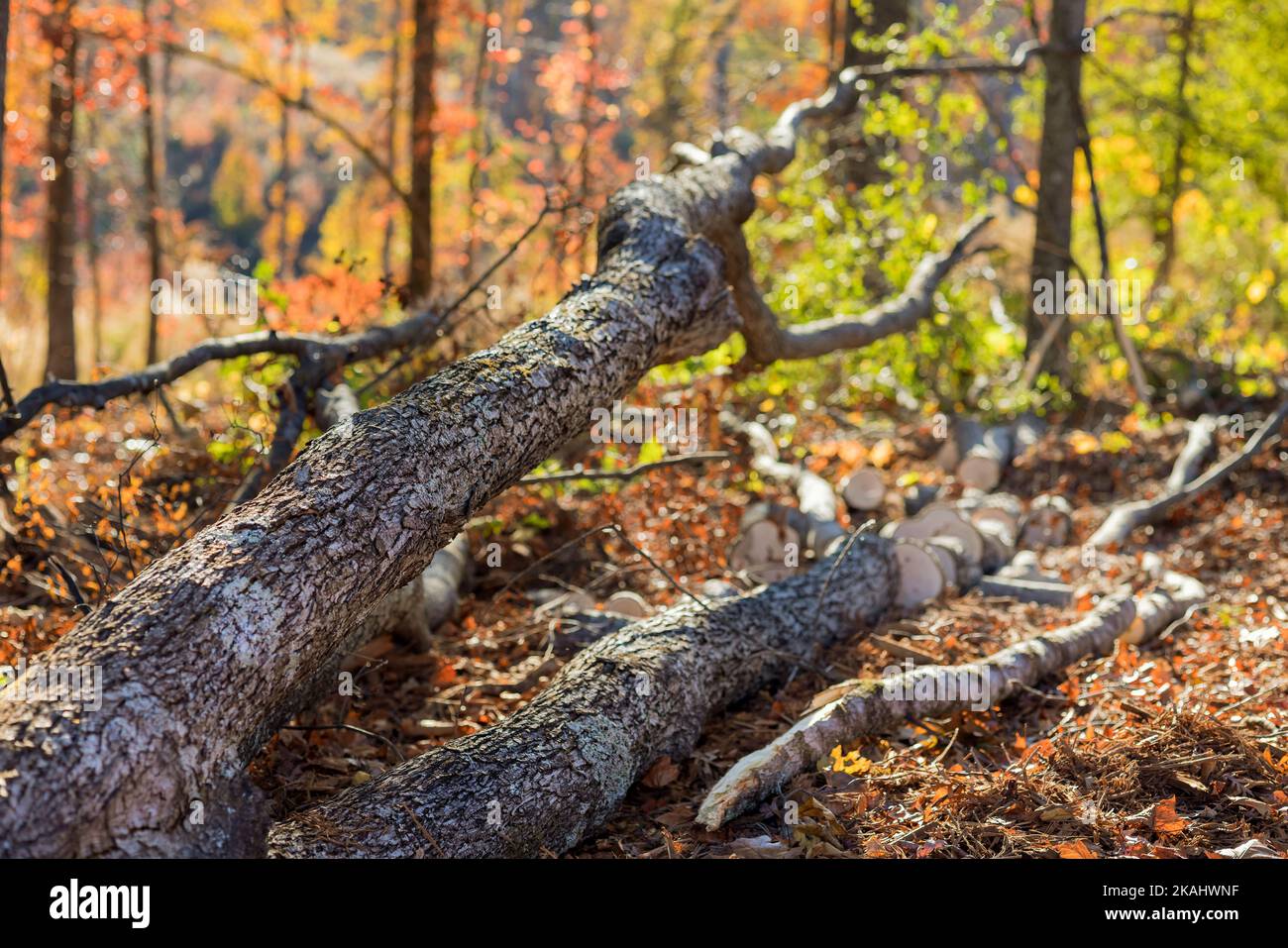 Autumn park was damaged by trees that fell after tornado hit Stock ...