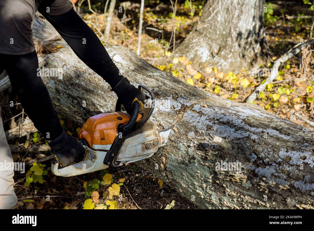 Following a hurricane, tree fell the forest and was cut down with ...