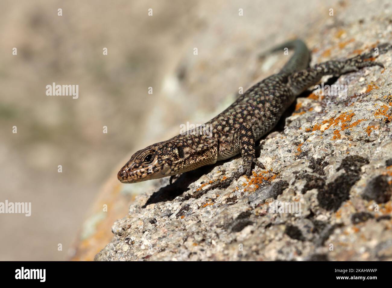 wall lizard on a rock Stock Photo - Alamy