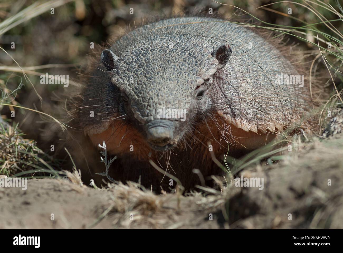 Armadillo in desert environment, Peninsula Valdes, Unesco World ...
