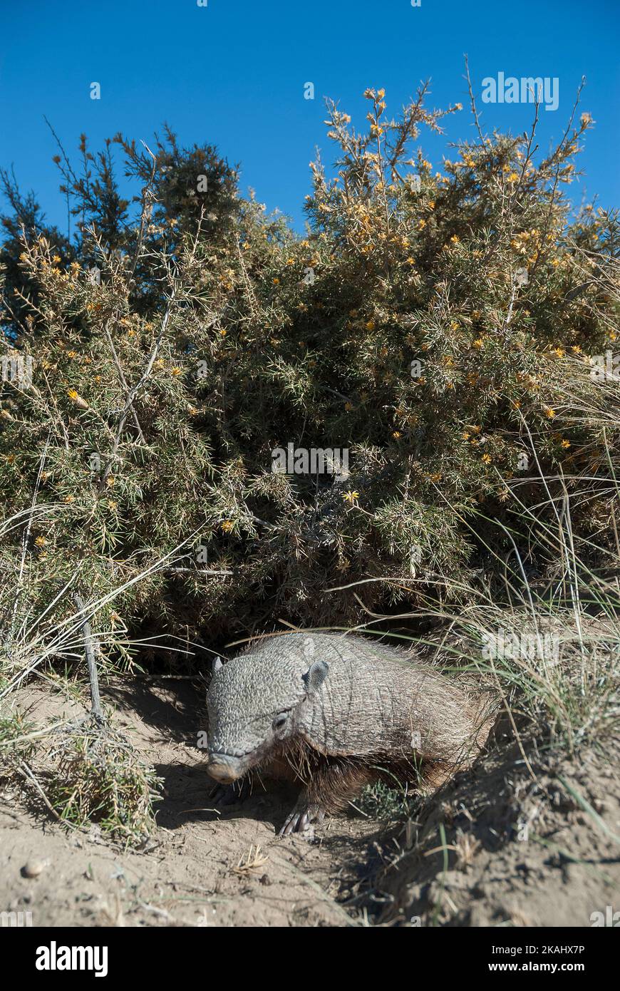 Hairy (Chaetophractus villosus) Peninsula Valdes – Chubut-Patagonia ...