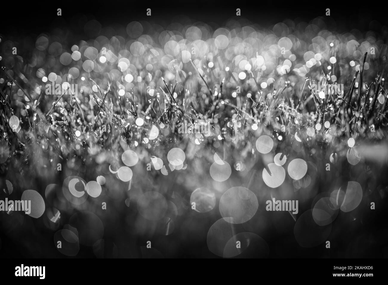 Dramatic close up ecology nature landscape with meadow. Abstract shiny ...