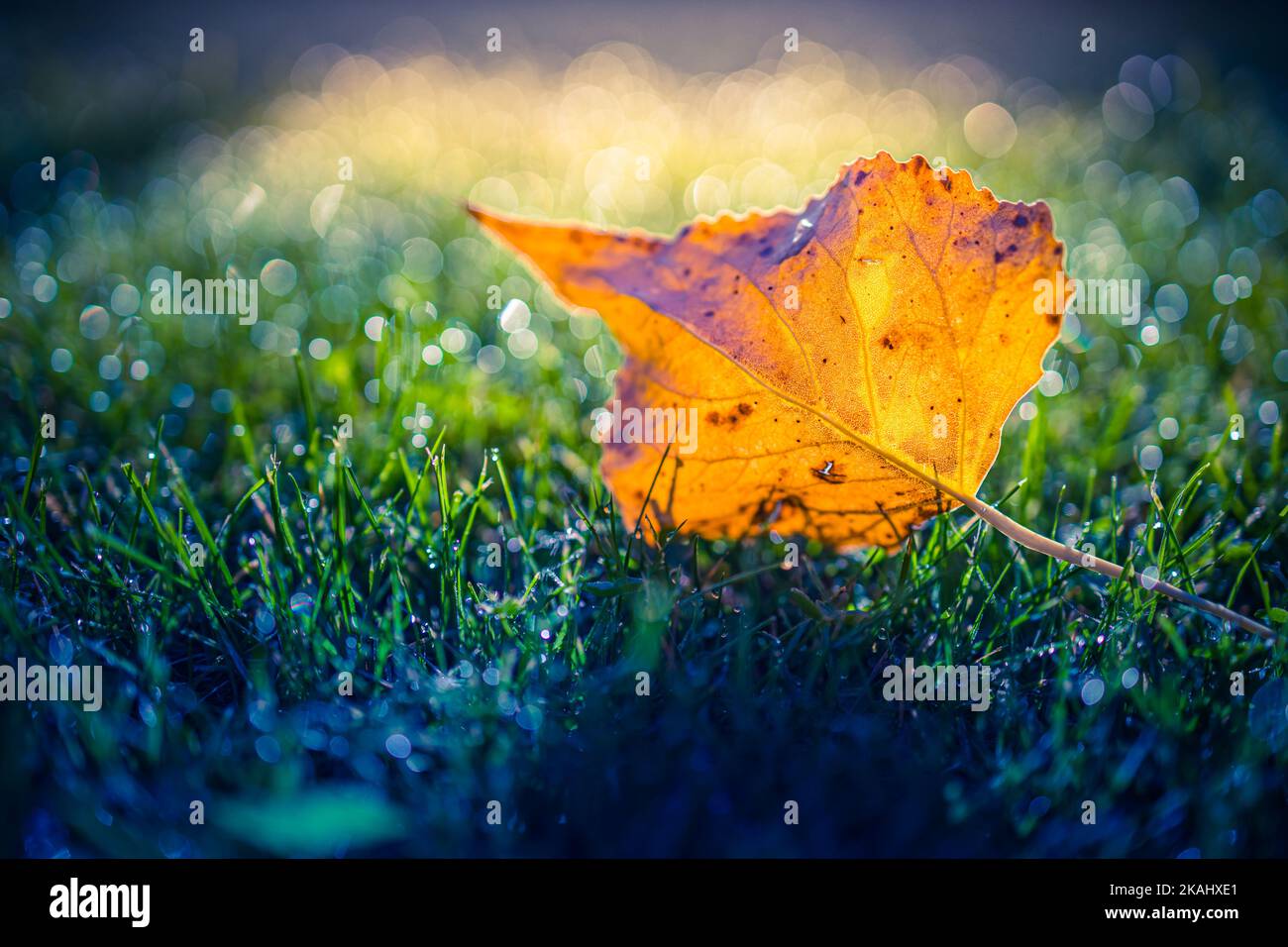 Stunning autumn leaf in green grass, autumnal landscape, nature closeup ...