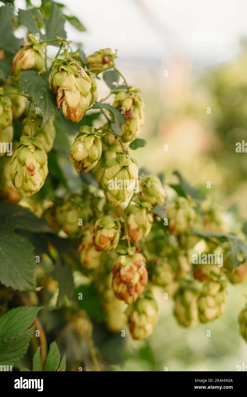 Close up vertical photo of raw hop flowers used for beer production ...