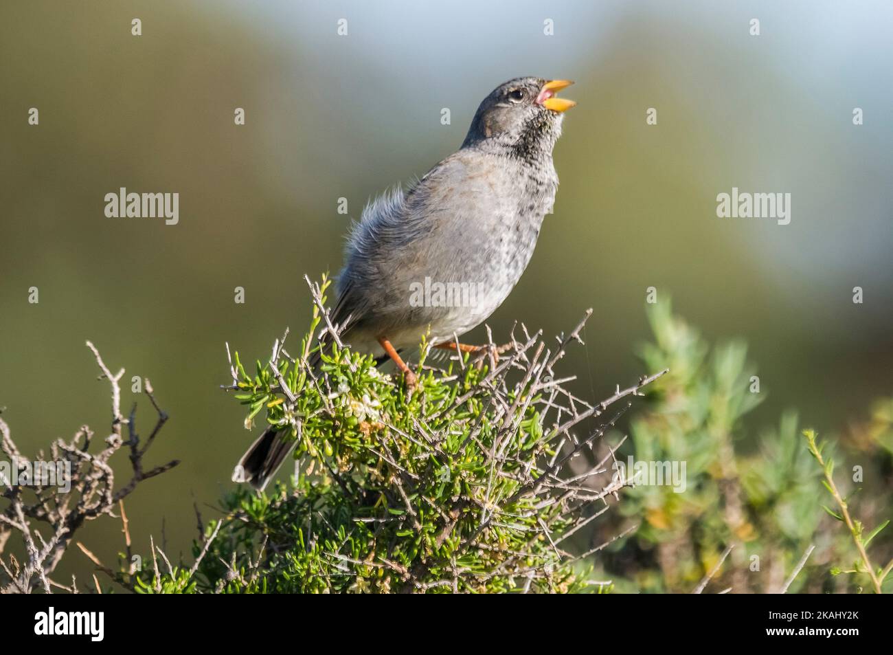 Finch species hi-res stock photography and images - Alamy