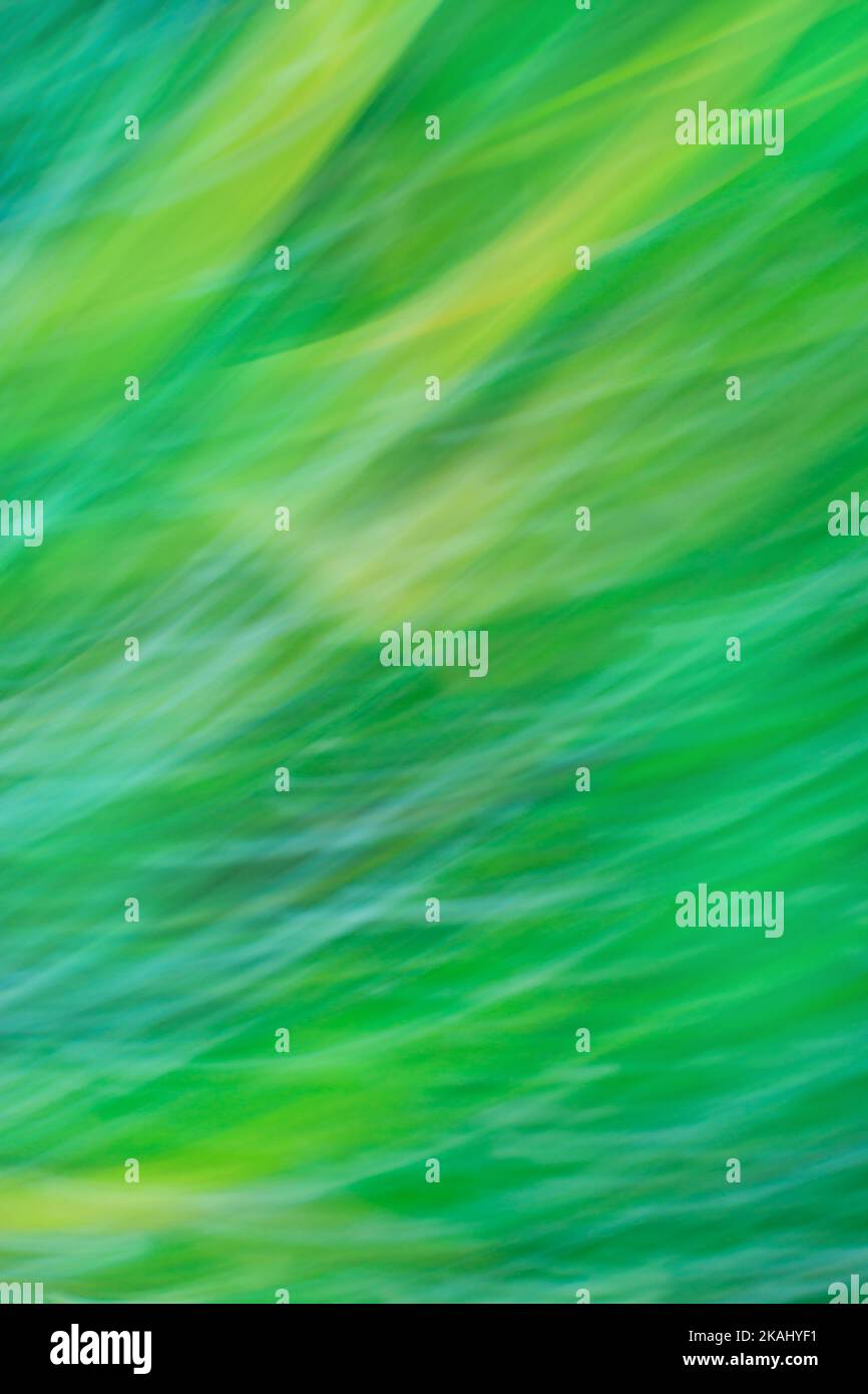 Long green leaf background abstract hi-res stock photography and images ...