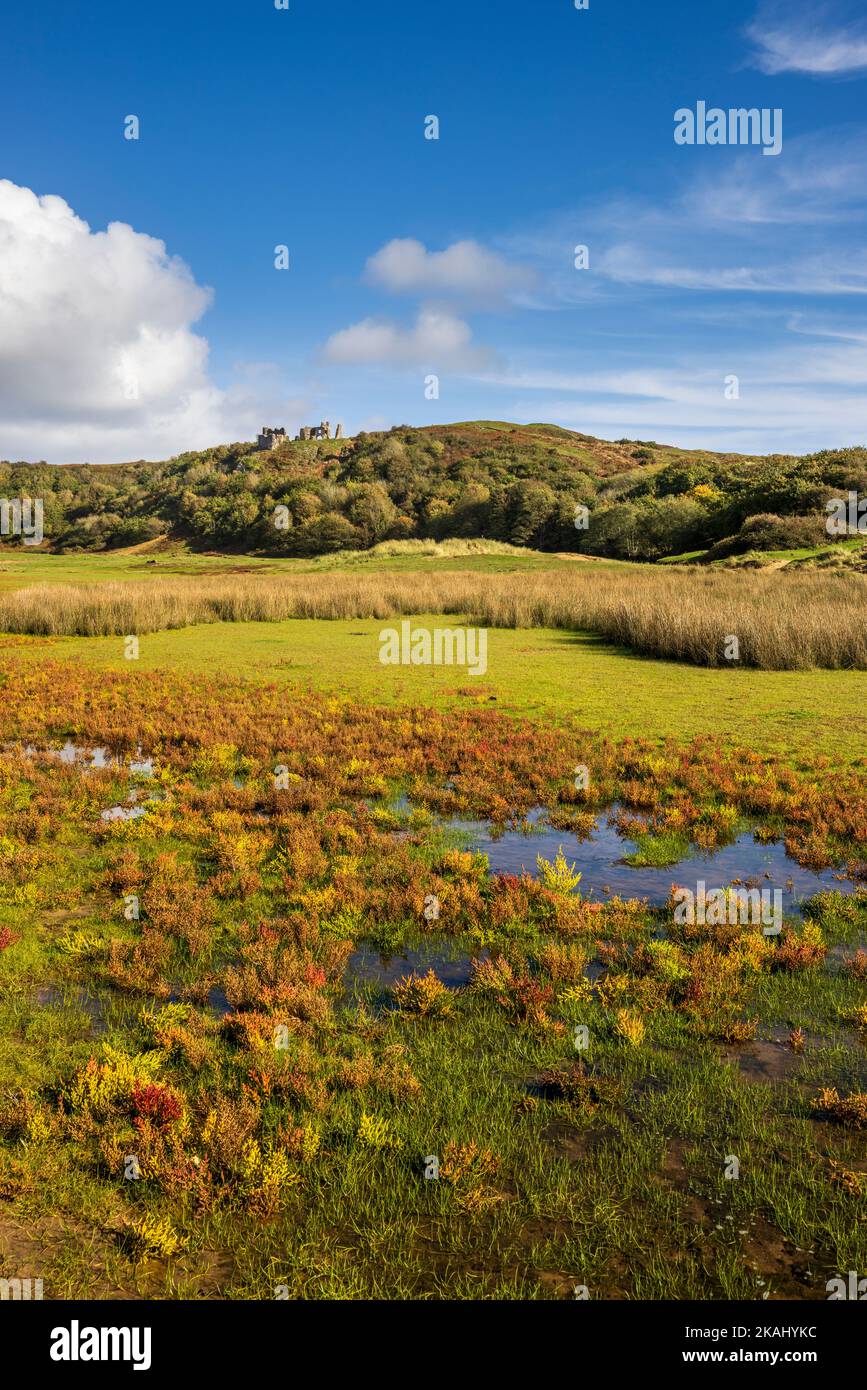 Glassworts growing in the tidal saltmarsh at Three Cliffs Bay ...
