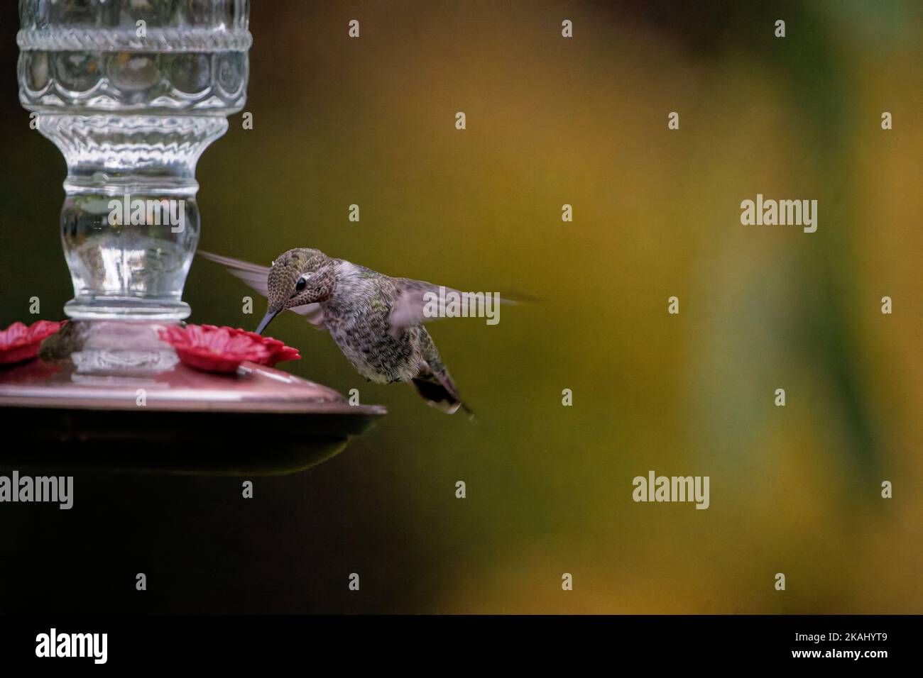 A selective focus shot of Anna's hummingbird drinking water from a bird ...