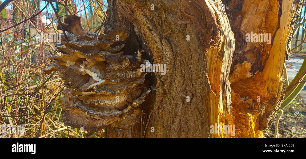 tree branch fork with big mushrooms Stock Photo - Alamy