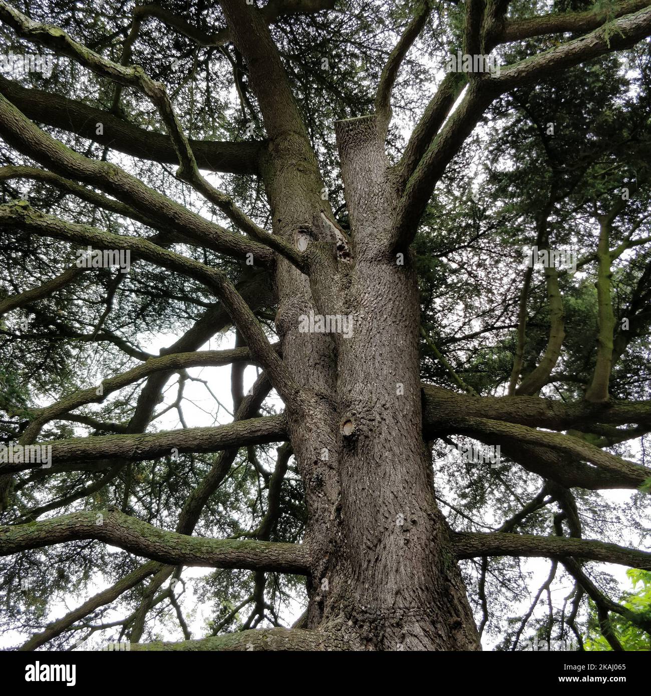 The many branches and twigs looking up a tree Stock Photo - Alamy