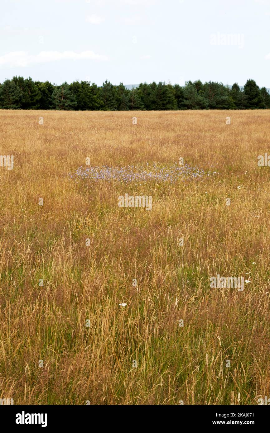 Wildflowers at the historic Anglo-Saxon site at Yeavering near Wooler ...