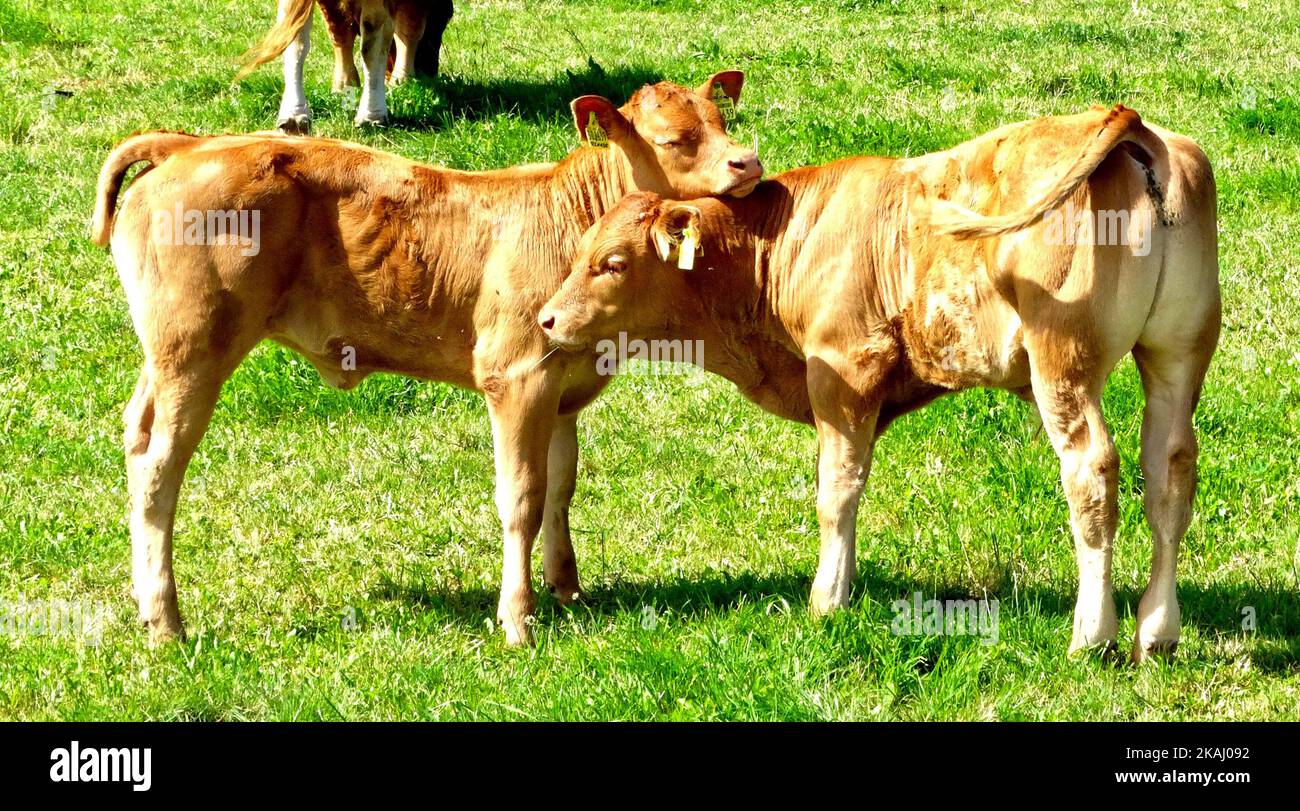 two calfs on the willow Stock Photo - Alamy